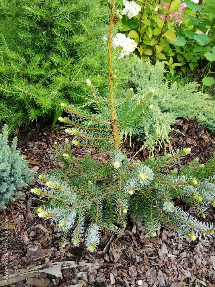 small Picea omorika Pendula sapling with silver and blue needles on the ...