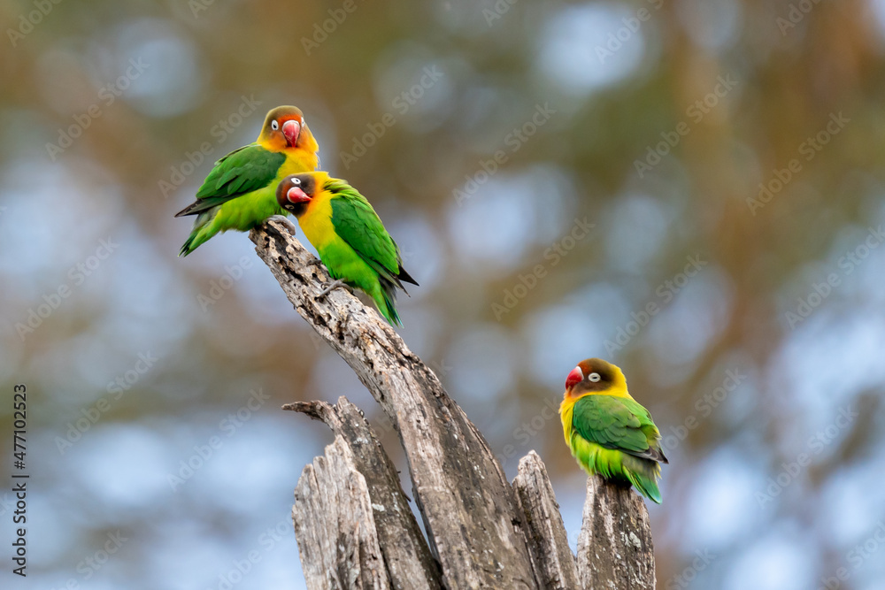 Foto de parrot (Agapornis fischeri) nuzzle each other, Ngorongoro ...