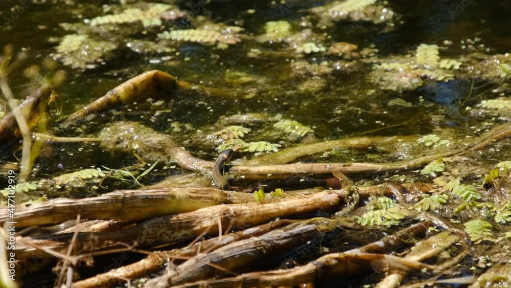 Snake in Swamp Thickets and Water Algae, Close-up. Big thick viper in ...