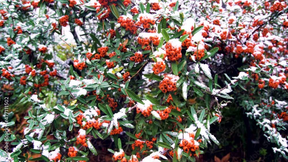 Egyptian thorn, Christ's thorn (Pyracantha coccinea) prickly evergreen ...