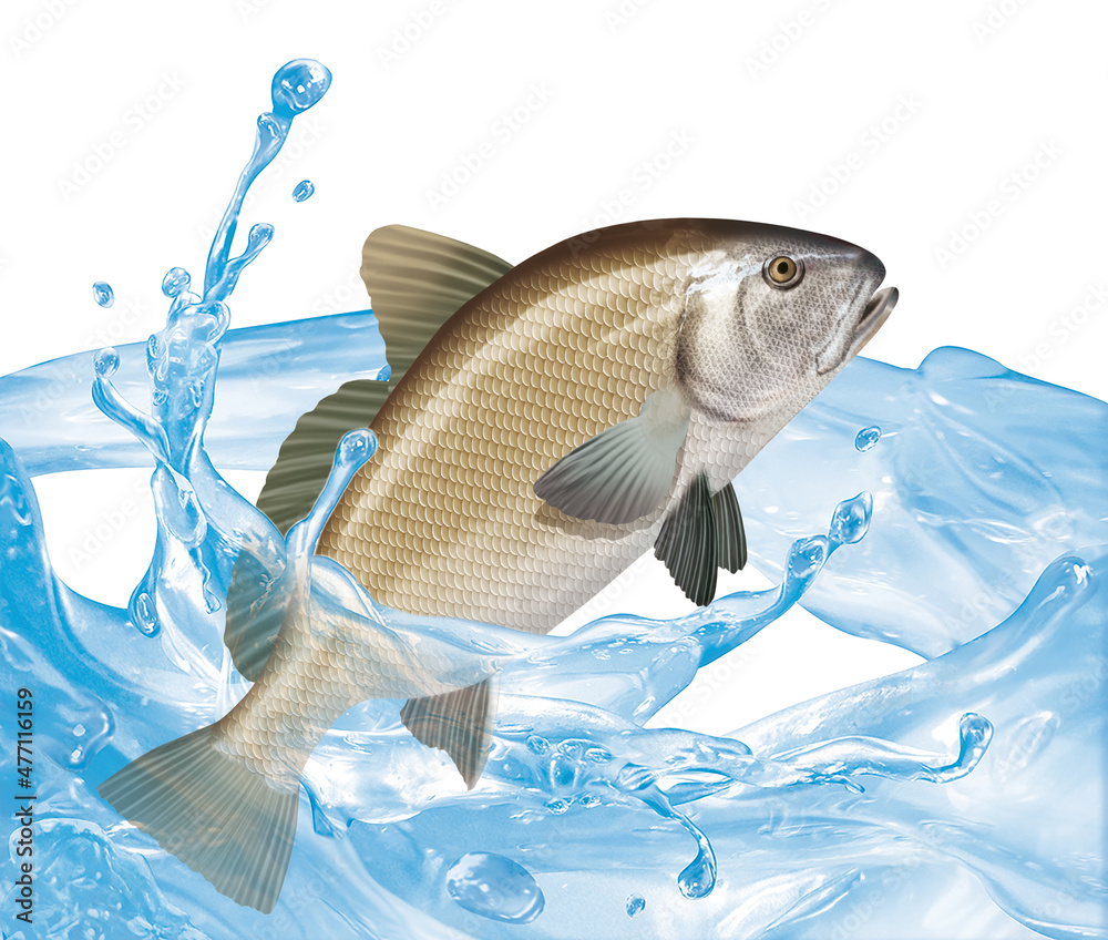 poisson, corbe , isolé, évasion, pêche, aliment, blanc, animal, frais ...