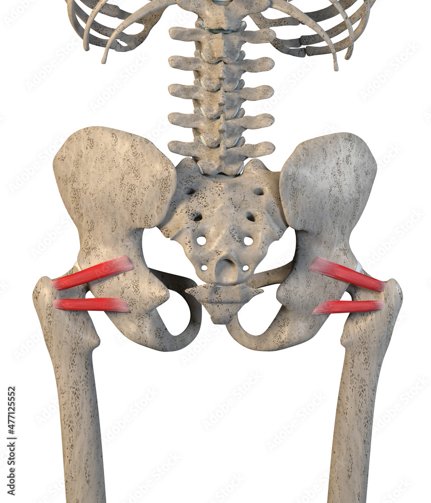 Superior Gemellus Muscle