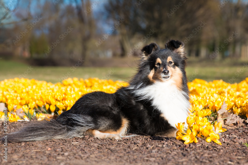 Stunning nice fluffy sable white shetland sheepdog, sheltie portrait in ...