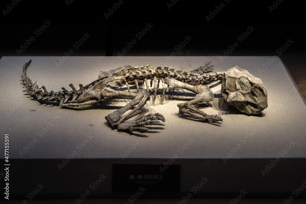 Shanghai, China - April 13 2018: fossil of Psittacosaurus at Shanghai ...