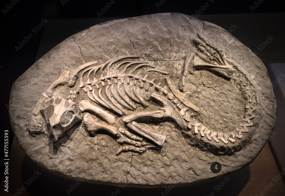 Shanghai China April 13 2018 Fossil Of Psittacosaurus At Shanghai