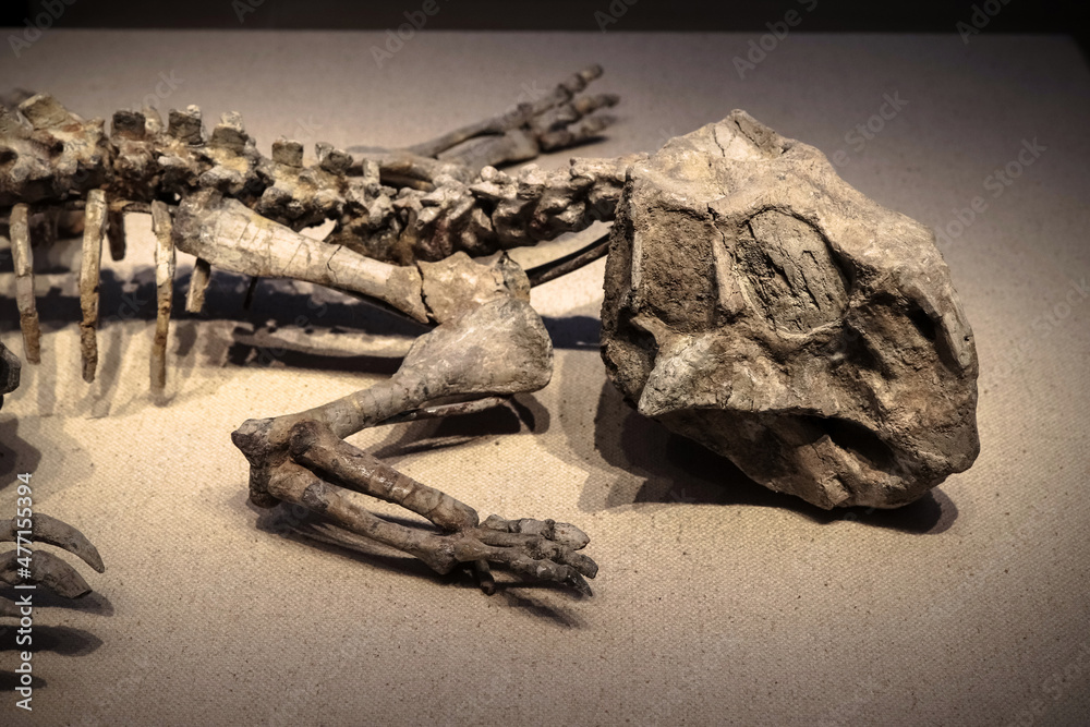 Shanghai, China - April 13 2018: fossil of Psittacosaurus at Shanghai ...