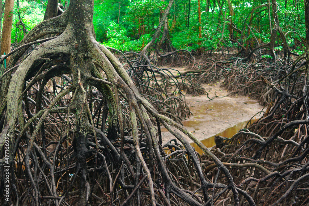 Mangrove trees in mangrove forests with twig roots grow in water during ...