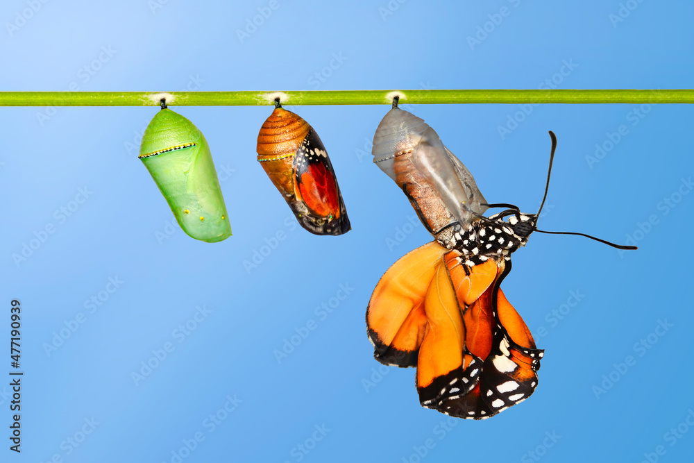 Amazing moment ,Monarch Butterfly , caterpillar, pupa and emerging with ...