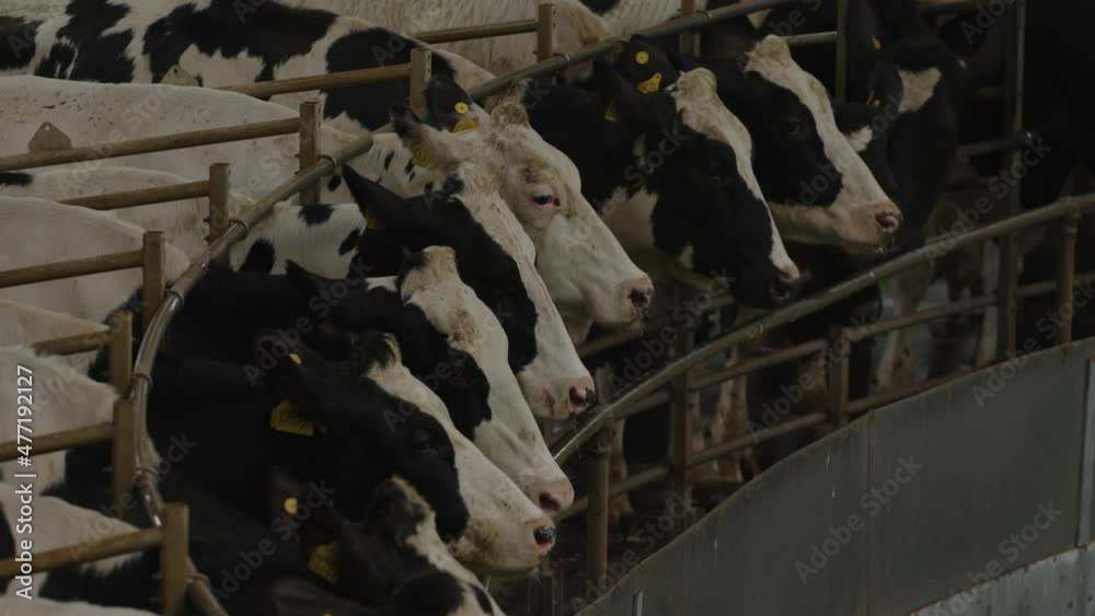 Milking cows on the carousel - automatic industrial milking rotary ...