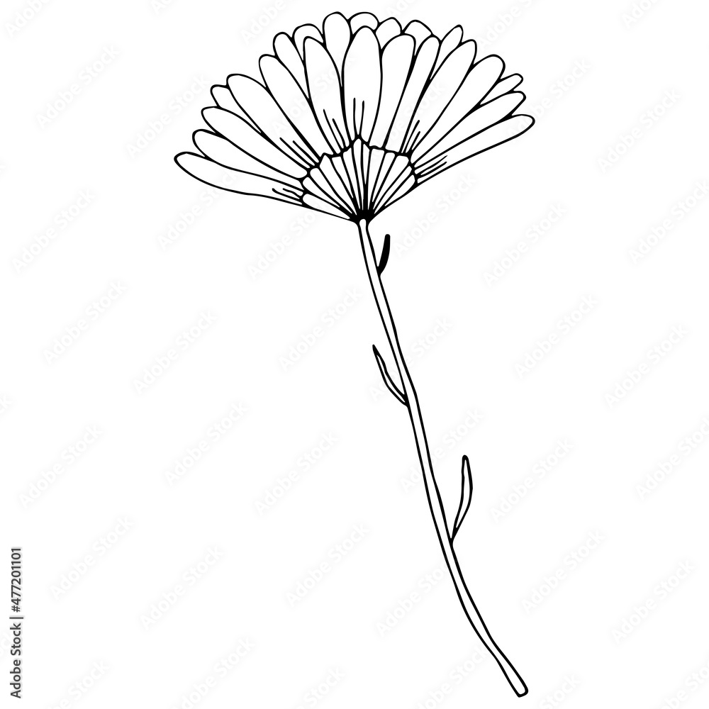 Vector image of a chamomile flower, calendula. Black outline. Hand ...