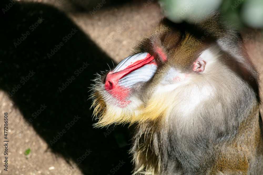 An Endangered Male African Mandril Monkey in Its Habitat at the San ...