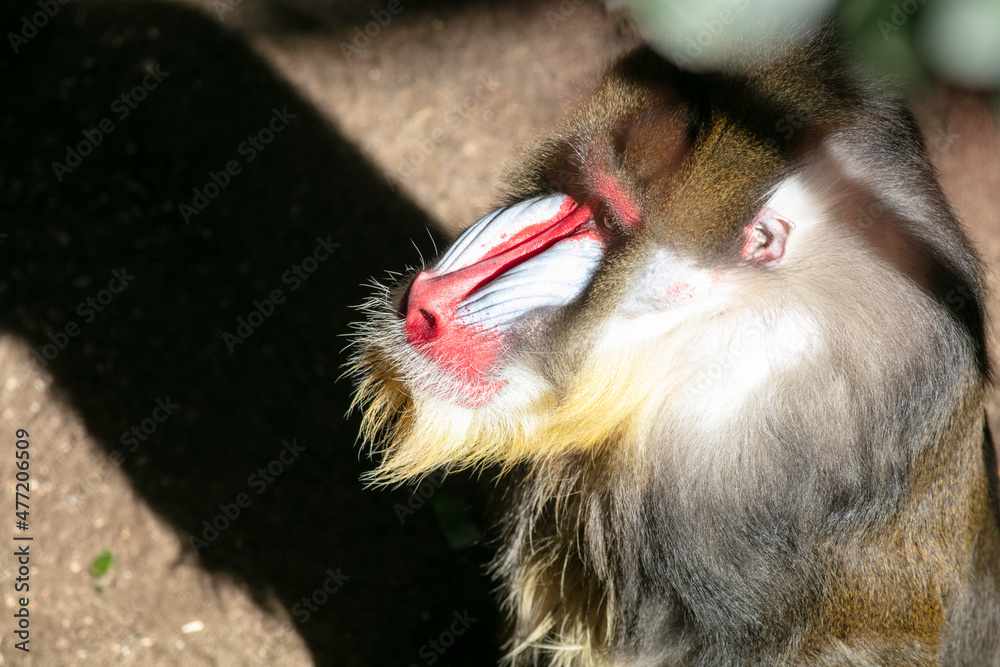 An Endangered Male African Mandril Monkey in Its Habitat at the San ...