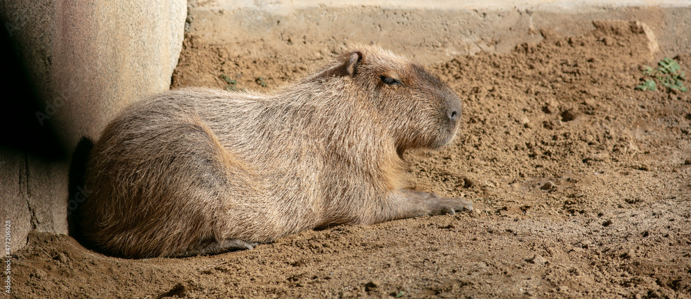 A South American Capybara Capibara In Its Habitat At The San Diego Zoo