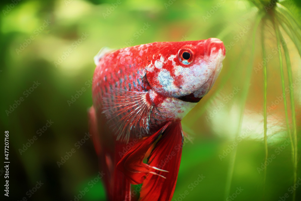 Siamese fighting fish, Betta splendens commonly known as the betta, is ...