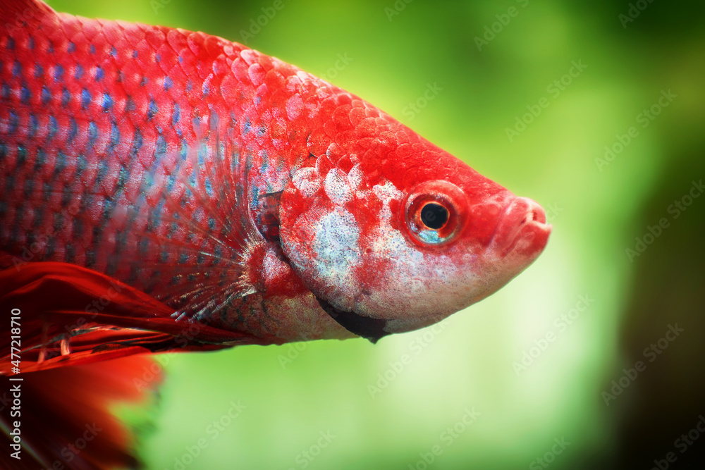 Siamese fighting fish, Betta splendens commonly known as the betta, is ...