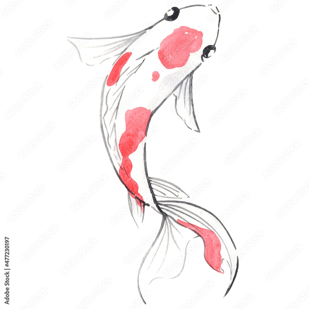 Koi fish watercolor illustration for decoration on marine life and ...