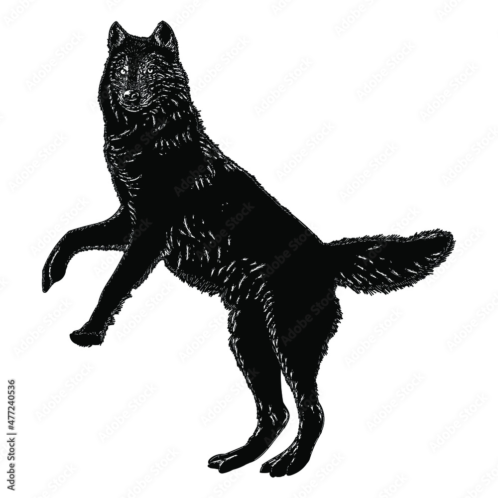 wolf hand drawing vector illustration isolated on white background ...