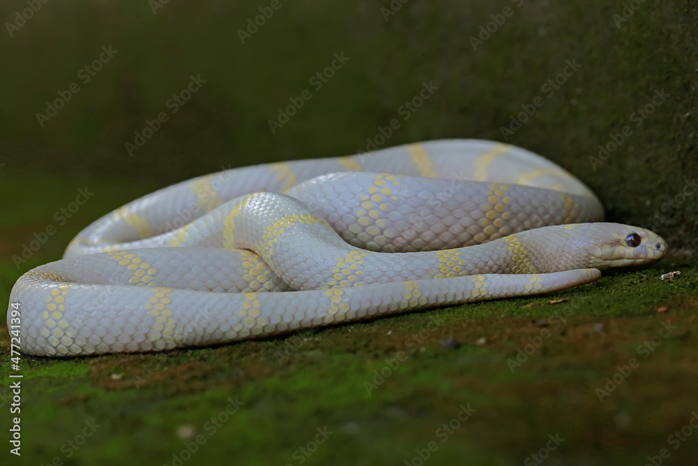 Beauty of a king snake (Lampropeltis sp) with a white base and yellow ...