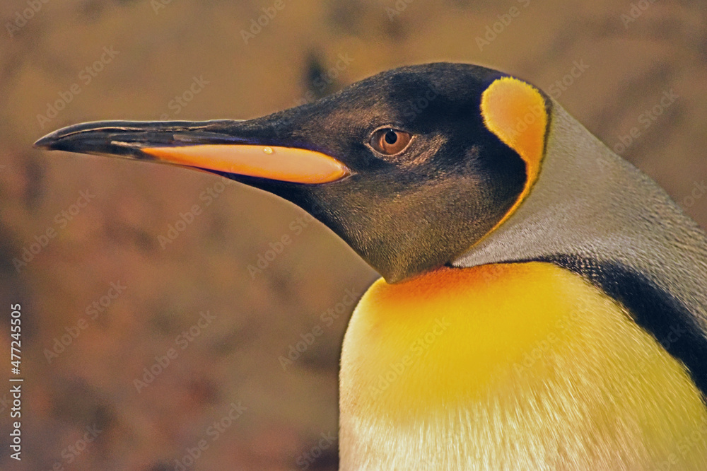 King Penguin Face Close Up Stock Photo | Adobe Stock