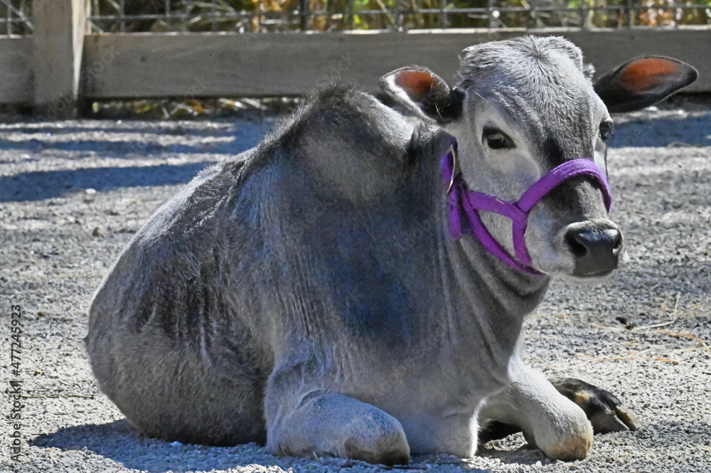 Miniature Zebu Lying in a Pen Stock Photo | Adobe Stock