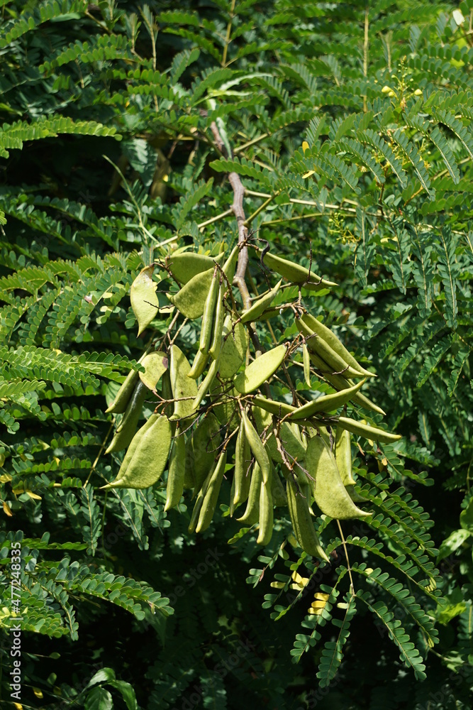 Biancaea sappan (Caesalpinia sappan L., sappanwood, secang, sepang ...