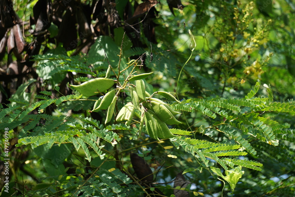 Biancaea sappan (Caesalpinia sappan L., sappanwood, secang, sepang ...