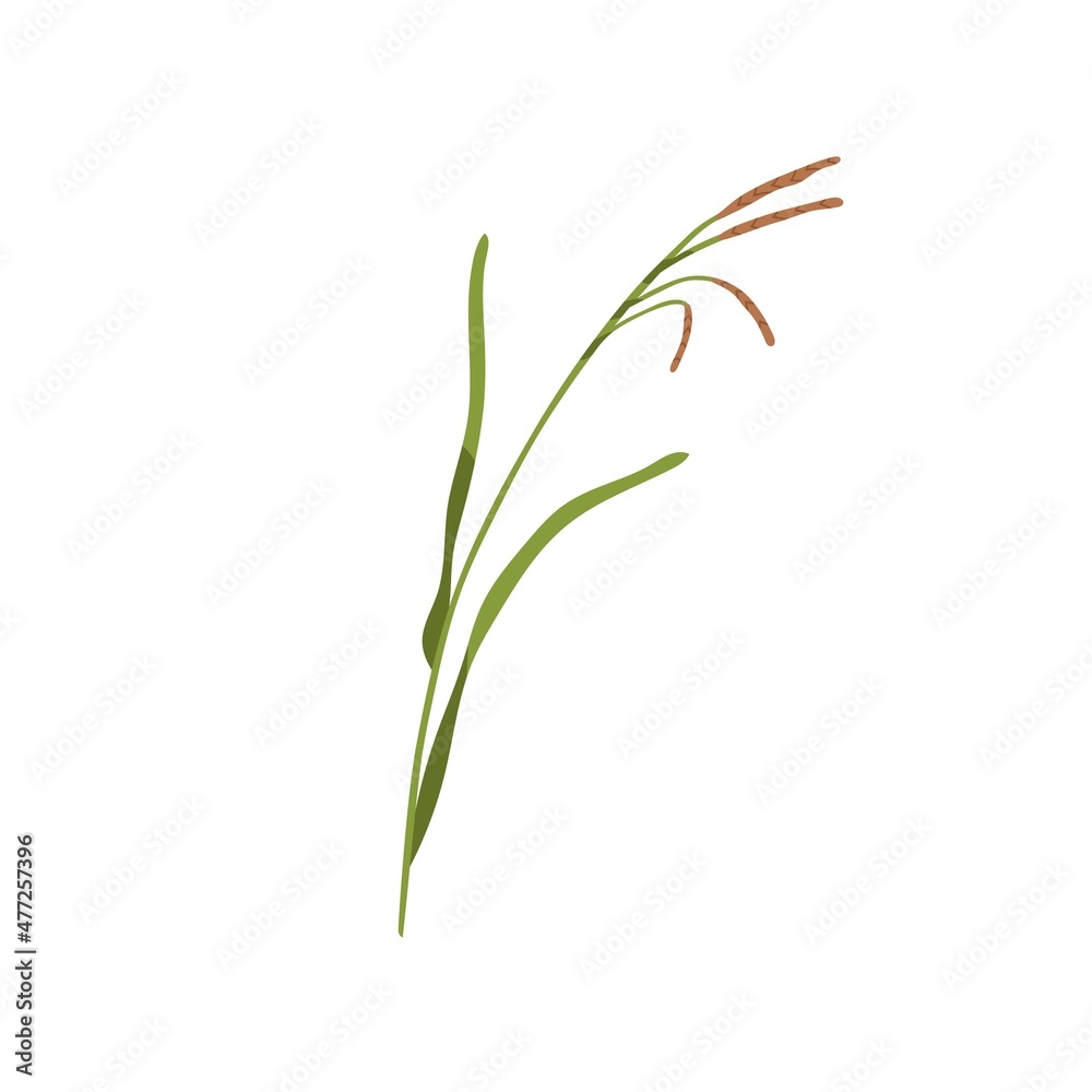 Brome grass. Bromus inermis, botanical drawing. Wild field plant on ...