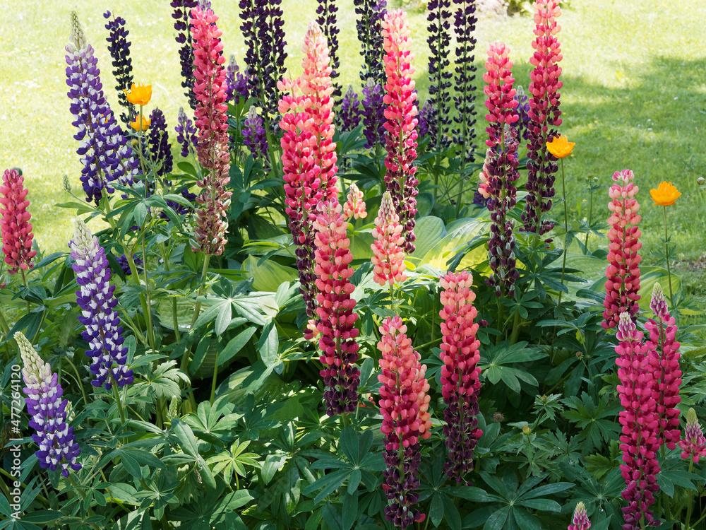 Lupinus polyphyllus Russell Mix | Lupin polyphylle vivace Russell ...