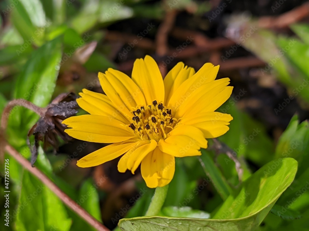 wedelia flower (Sphagneticola trilobata) grows wild in the tropics ...