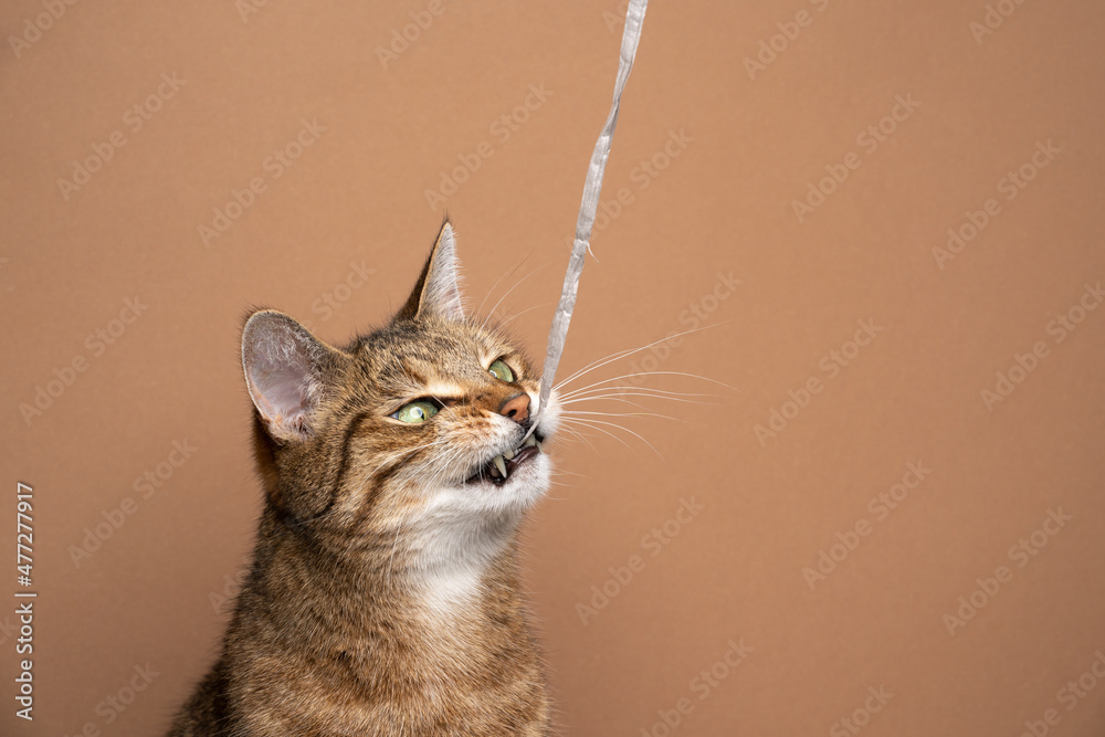 Tabby shorthair cat playing chewing on paper string showing teeth on ...
