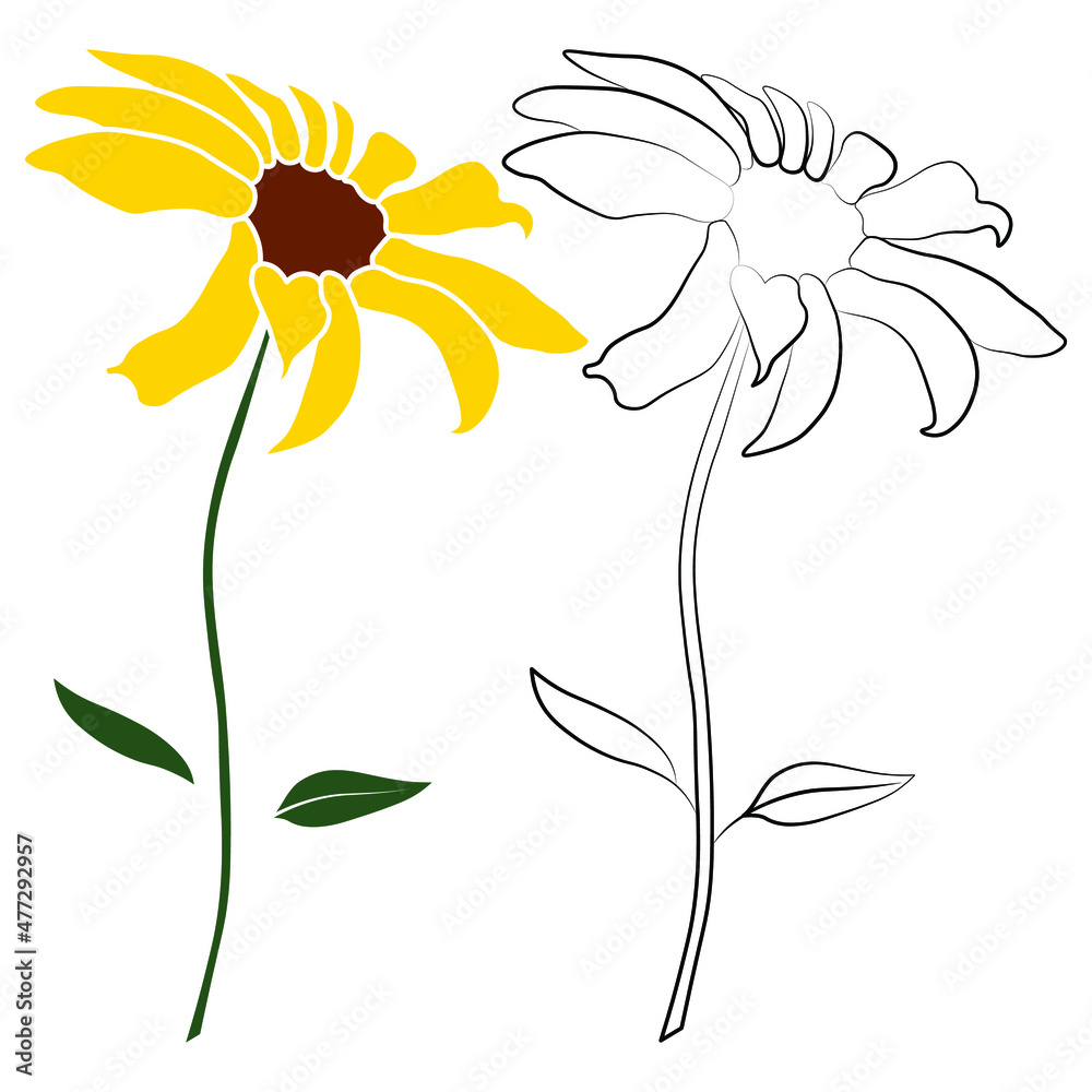 Set of two open heliopsis blossom vector outline and color illustration ...