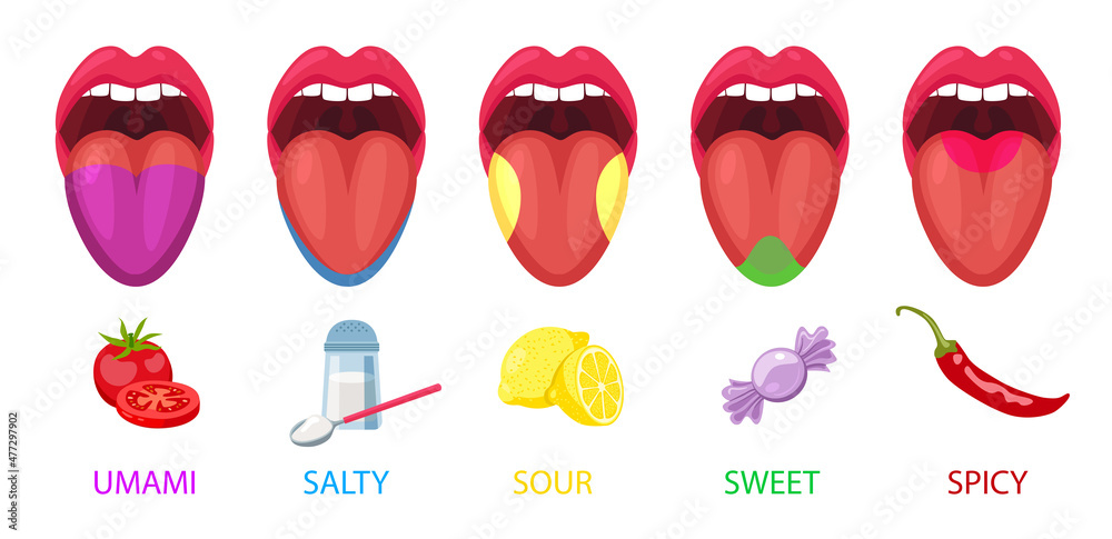 Five basic lingual areas such as umami, salty, sour, sweet, spicy ...