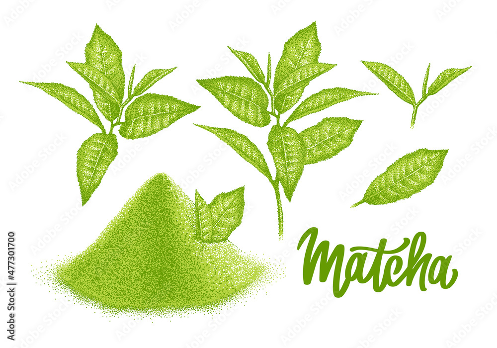 Matcha. Powder and branch leaves green tea. Realistic sketch. Japanese ...