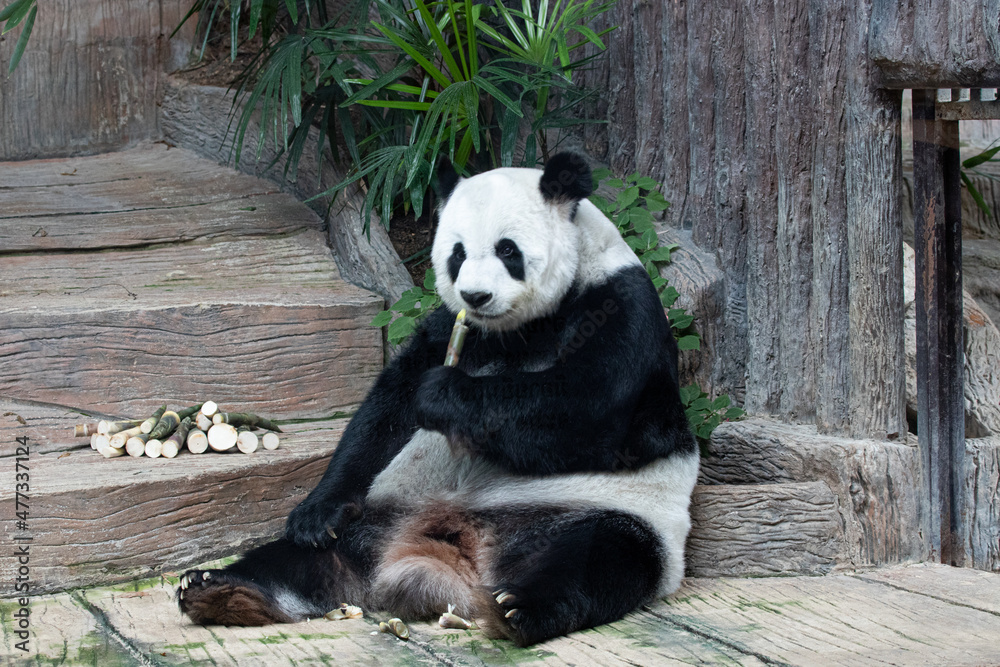 Funny pose of Giant Panda, Scratching her face with hind leg Stock ...