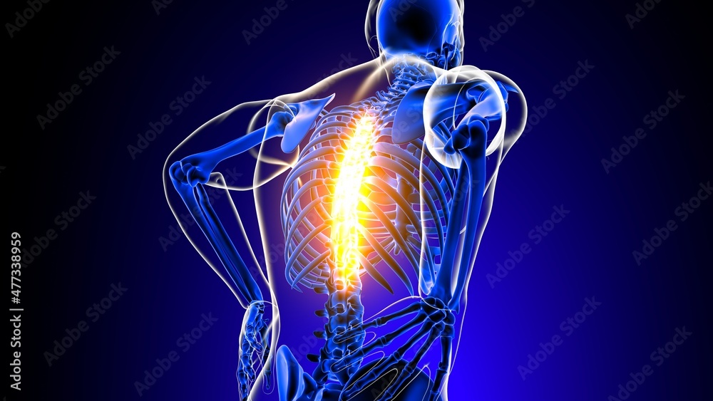 Thoracic spine joint pain Anatomy For Medical Concept 3D Stock ...