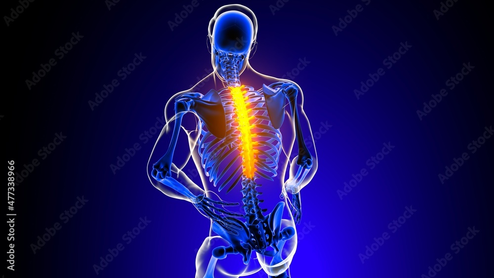 Thoracic spine joint pain Anatomy For Medical Concept 3D Stock ...
