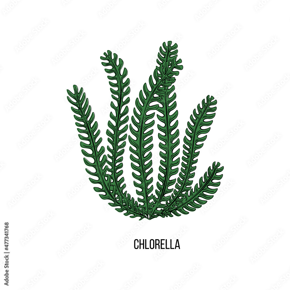 Algae - chlorella. Green and red edible algae. Black and multi-colored ...