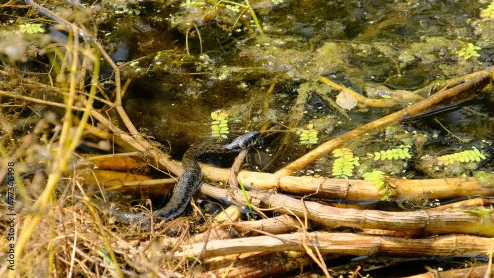 Portrait of Snake in Swamp Thickets and Algae, Close-up. Poisonous ...