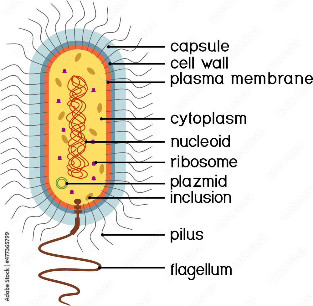 Bacterial Cell Structure Prokaryotic Cell With Nucleoid Flagellum Bacterial Cell Structure Prokaryotic Cell With Nucleoid Flagellum