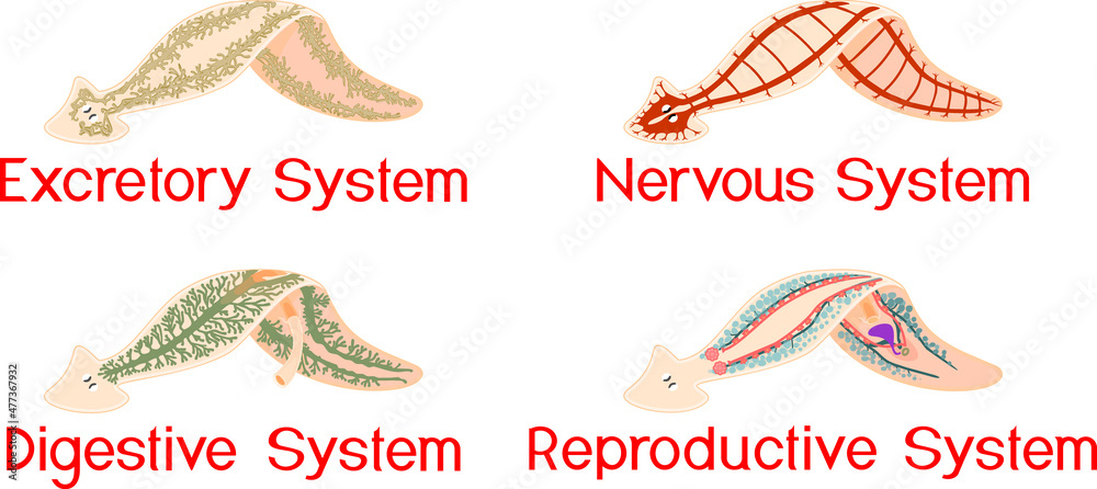 Nervous, Reproductive, Digestive and Excretory system of planaria ...