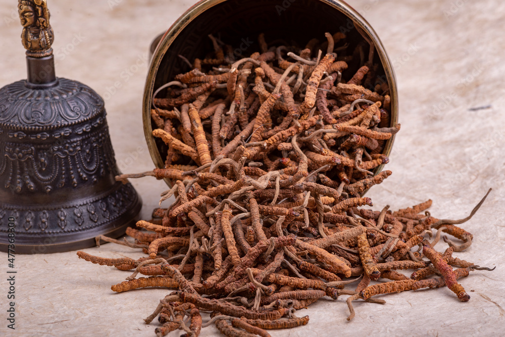 Yarsagumba (Cordyceps sinensis / Ophiocordyceps sinensis) Stock Photo ...