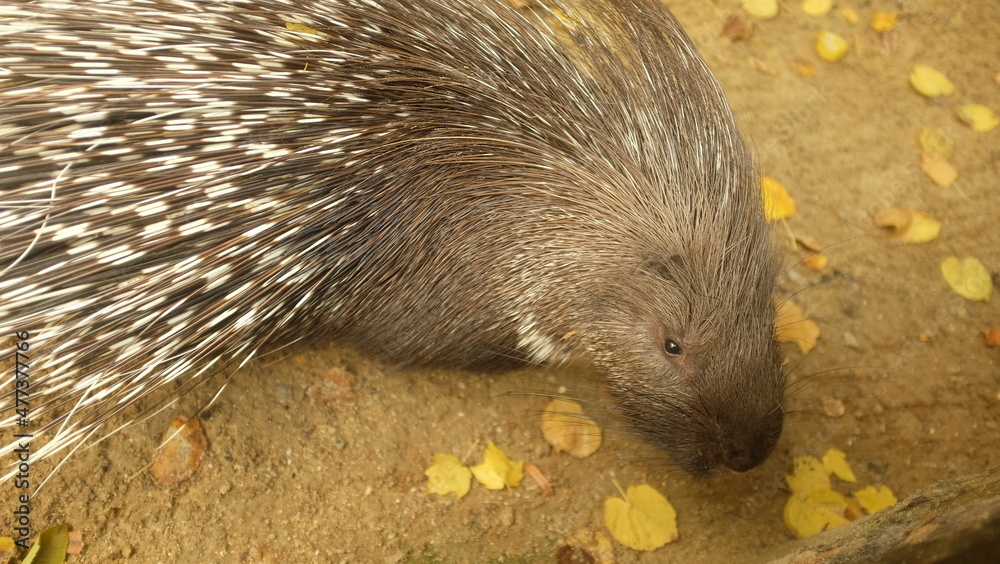 Indian crested porcupime, Hystrix indica, in the nature rock habitat ...