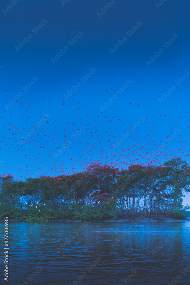 Thousands of red guará birds flying on the top of big tree in Delta do ...