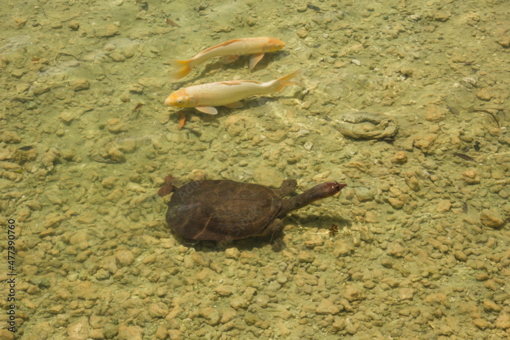 turtle on the water with koi fishes swimming in crystal clear water, a ...