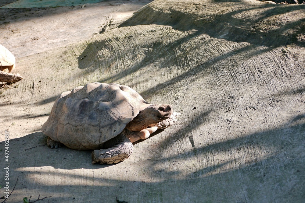 African spurred tortoises are basking in the sun. African spurred ...