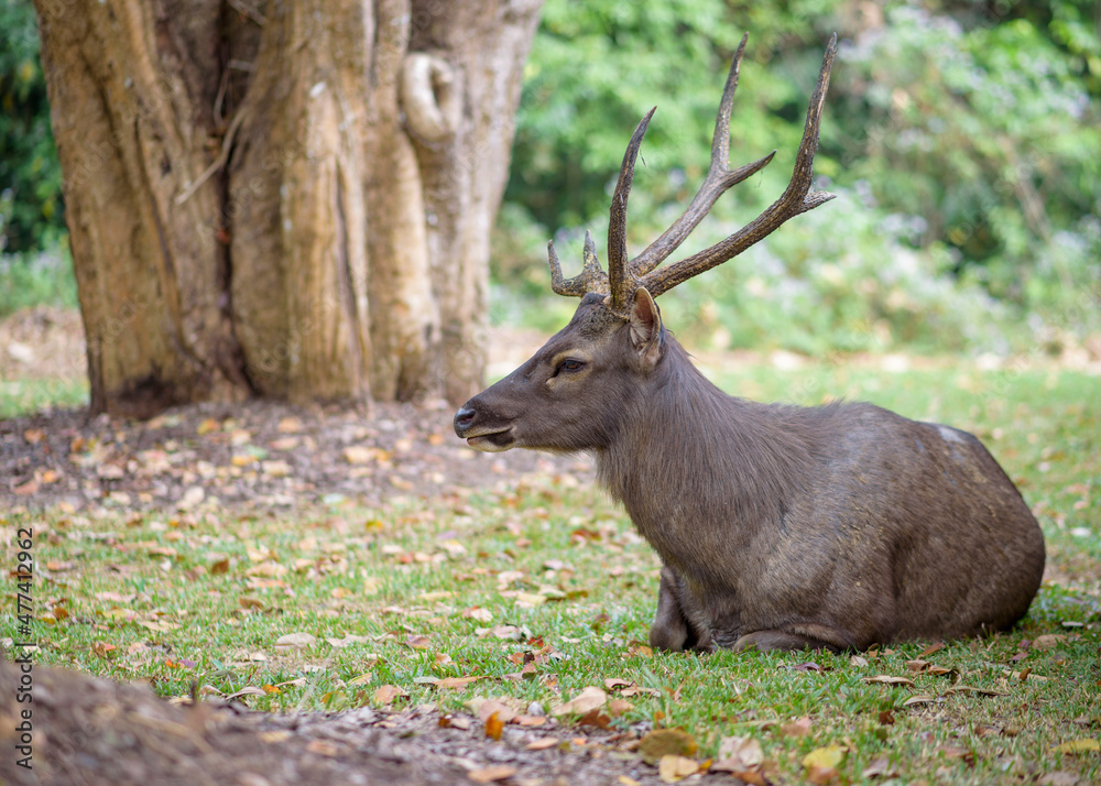 Sambar Deer Ruminant in nature reserve Stock Photo | Adobe Stock