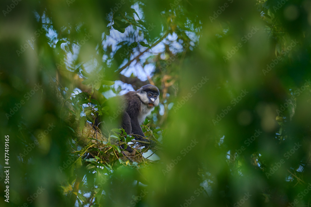 Red-tailed monkey Schmidt's guenon, Cercopithecus ascanius, sitting on ...