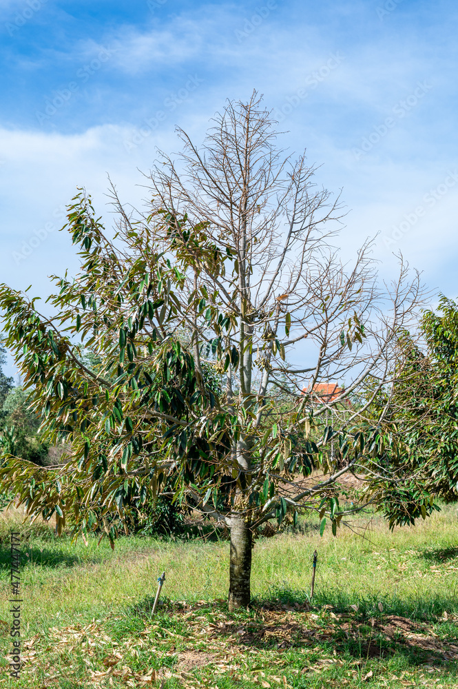 Root rot disease in durian tree in the garden, the durian tree is dead ...