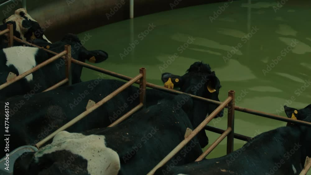 Milking cows on the carousel - automatic industrial milking rotary ...