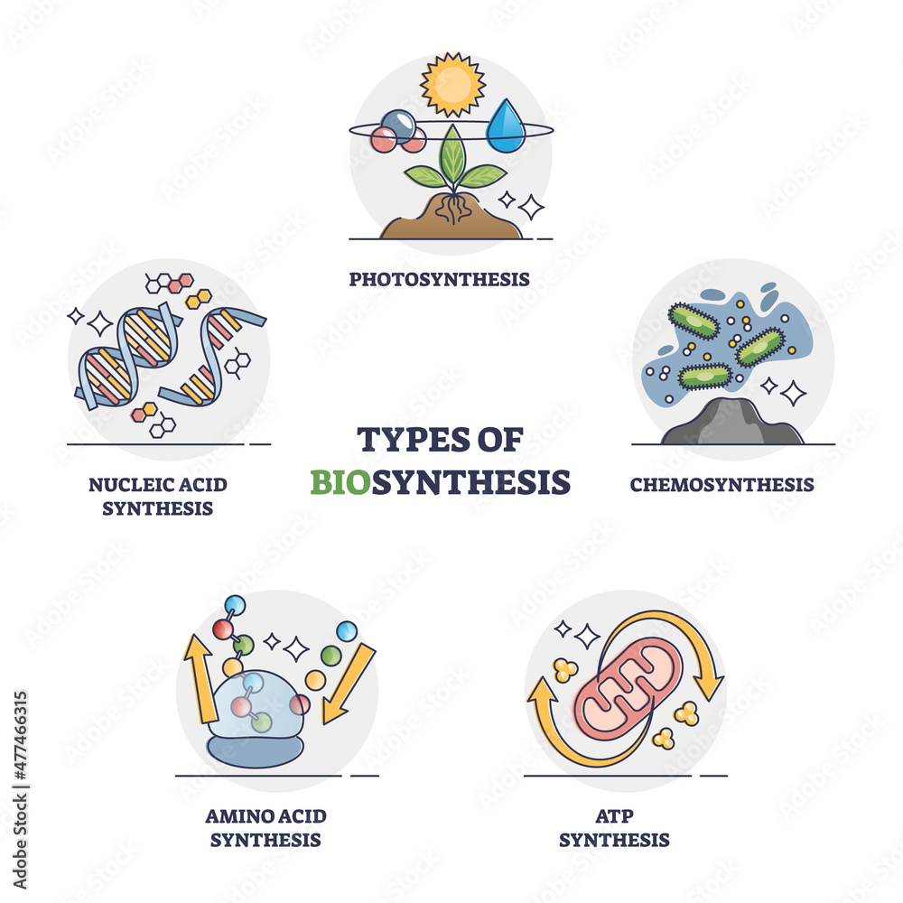 Fototapeta Biosynthesis types with enzyme catalyzed biochemical process ... Fototapeta Biosynthesis types with enzyme catalyzed biochemical process ...